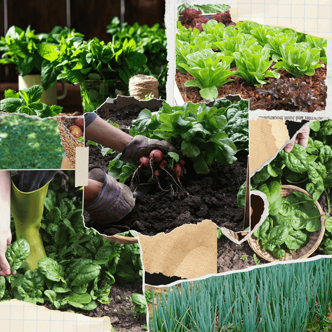 5 Best Growing Vegetables Indoor For Beginners A Comprehensive Guide ...