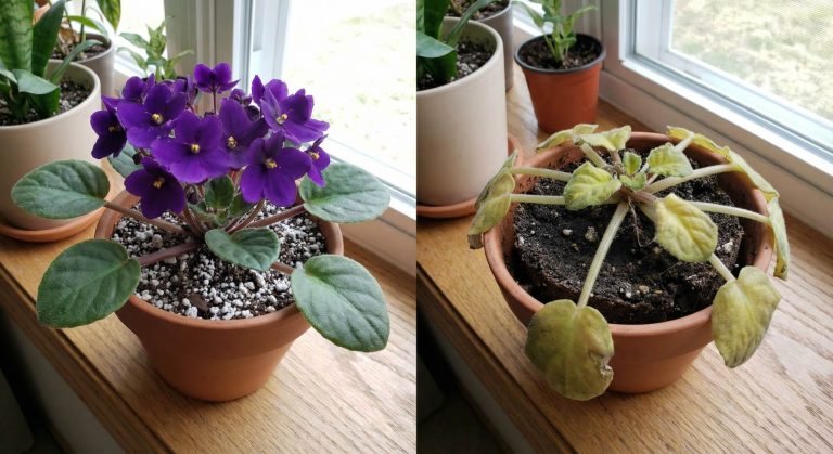 African Violet Potting Mix: Recipe, Ratios, Guide - Gardening Tab